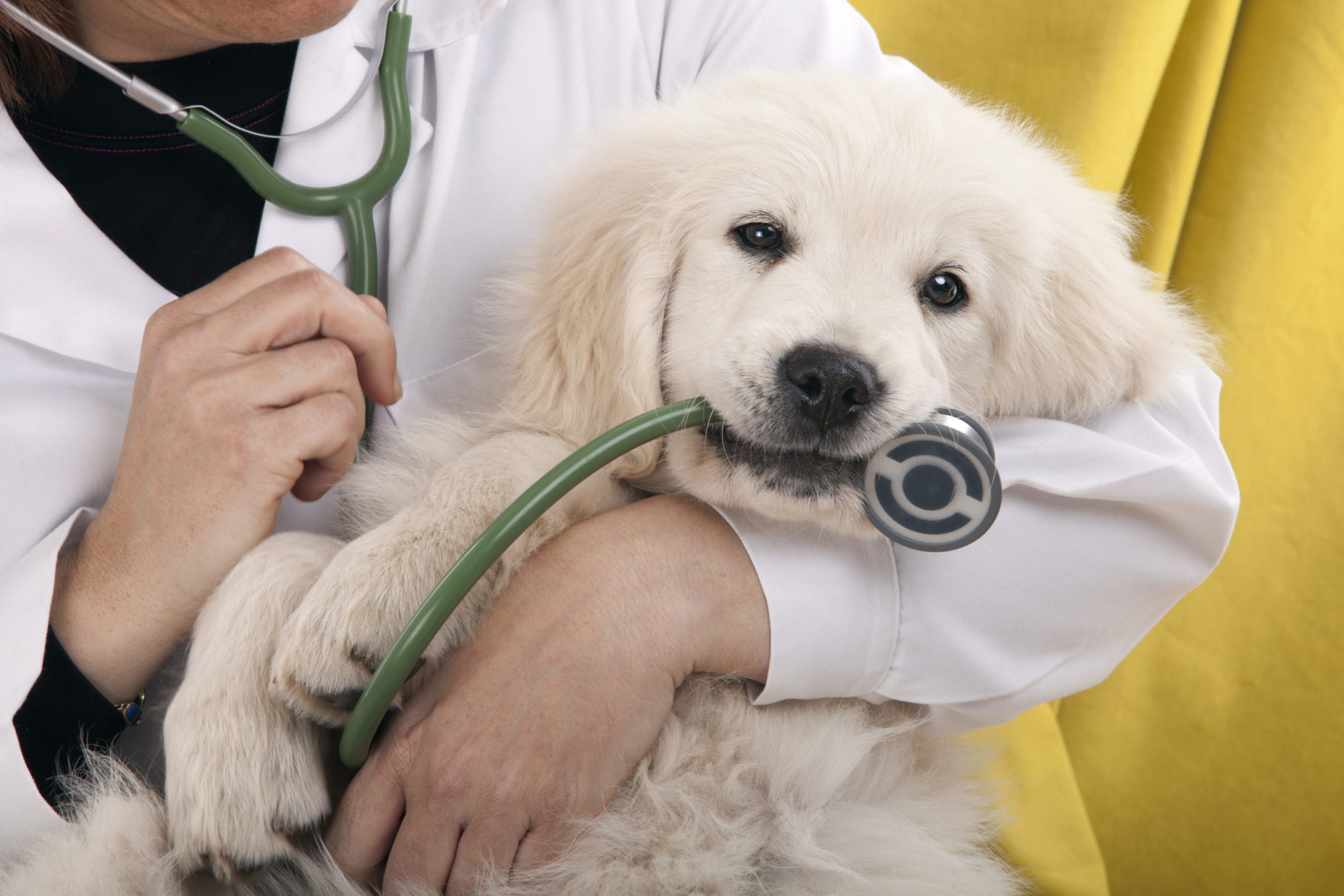 Veterinary Services in Missouri | Raymore Veterinary Center